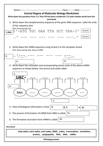 Central Dogma of Molecular Biology PowerPoint and Worksheet | Teaching ...