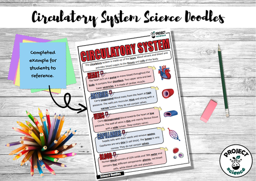 Circulatory System Science Doodles | Teaching Resources