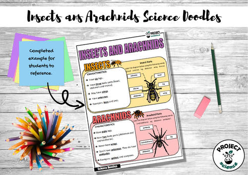 Insects and Arachnids Science Doodles | Teaching Resources
