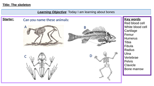 KS3 Skeleton | Teaching Resources