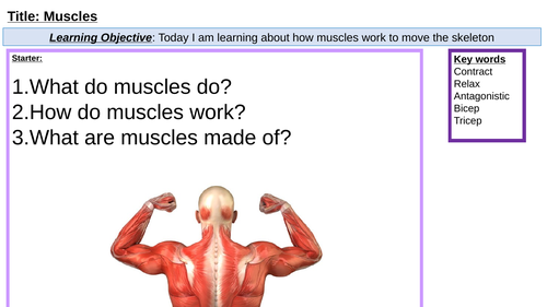 KS3 muscles | Teaching Resources
