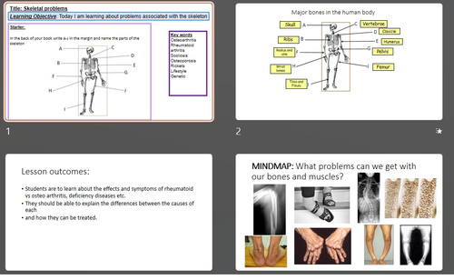 KS3 muscles | Teaching Resources