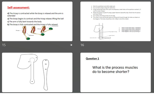 KS3 muscles | Teaching Resources