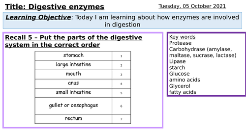 Digestive enzymes | Teaching Resources