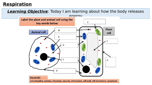 KS3 aerobic respiration | Teaching Resources