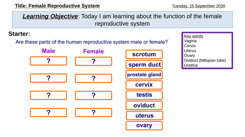 KS3 Female reproductive system | Teaching Resources