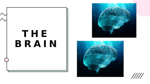10.4 The brain | Teaching Resources