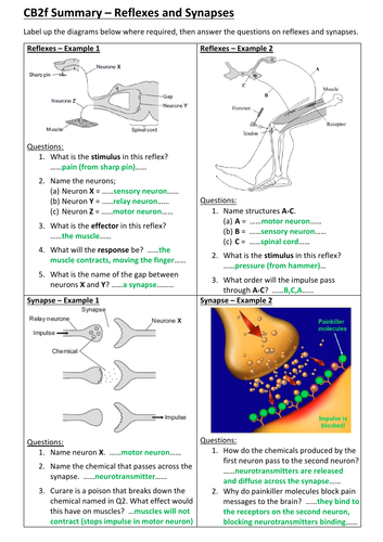 CB2f - Reflexes & Synapses Summary Questions (Edexcel Combined Science ...