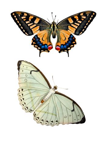 Butterfly Fine Motor Pack | Teaching Resources