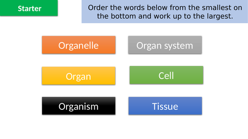 Edexcel IGCSE Biology Section 1 (Full unit) | Teaching Resources Edexcel IGCSE Biology Section 1 (Full unit) | Teaching Resources