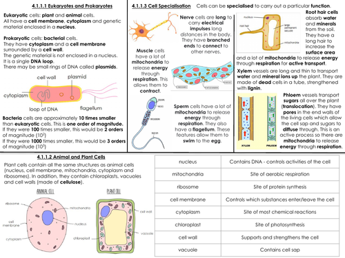 Combined Science - Final Revision Sheet - Biology Paper 1 | Teaching ...