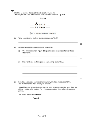 3.8.4.1 L1 Producing DNA fragments (AQA A-level Biology) | Teaching ...