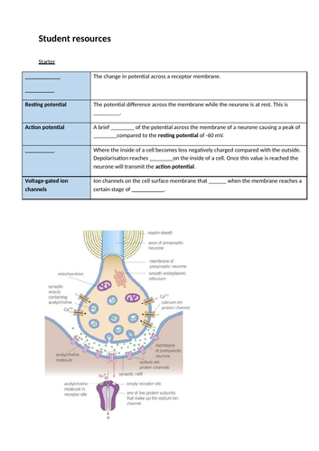 AQA A level Biology - 3.6 Organisms respond 9: The synapse | Teaching ...
