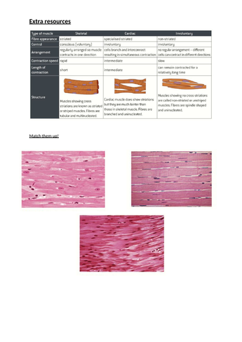 AQA A level Biology - 3.6 Organisms respond 10 & 11: Muscles | Teaching ...