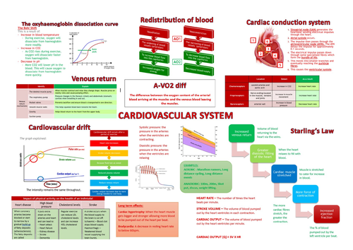 Cardiovascular System Revision Poster (A-Level PE) | Teaching Resources