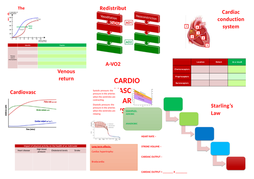 Cardiovascular System Revision Poster (A-Level PE) | Teaching Resources