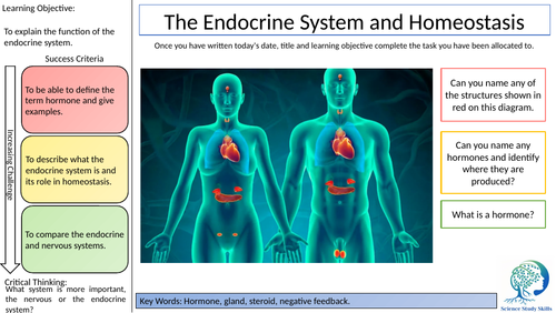 The Endocrine System and Homeostasis - Grade 9 | Teaching Resources