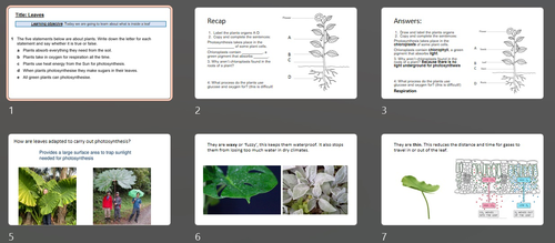 Structure of leaves | Teaching Resources