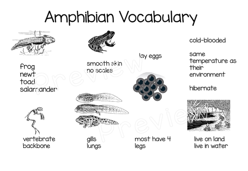 Amphibians for KS1 | Teaching Resources