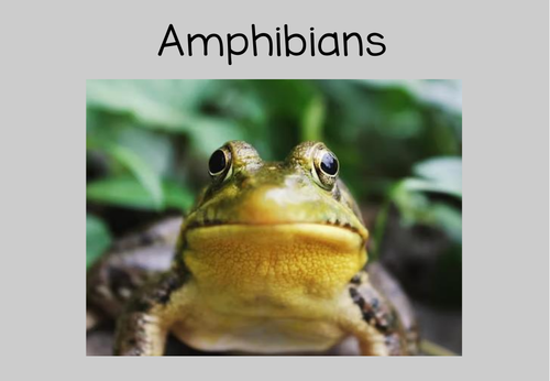 Amphibians for KS1 | Teaching Resources