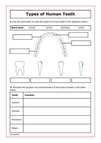 Human Teeth Worksheets | Teaching Resources