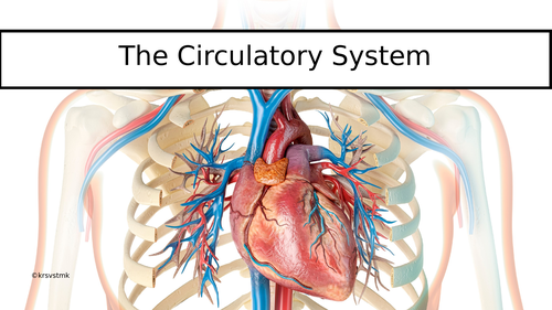 The Circulatory System PowerPoint and Worksheets | Teaching Resources
