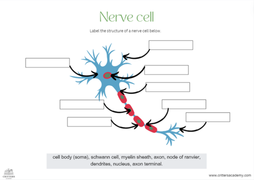 Biology diagram labelling activity bundle | Teaching Resources Biology diagram labelling activity bundle | Teaching Resources
