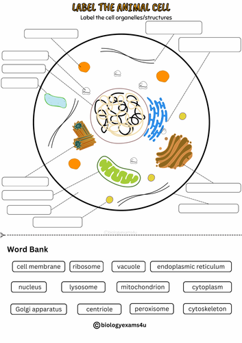 Animal Cell Labeling and Cut and Paste Worksheet Activity | Teaching ...