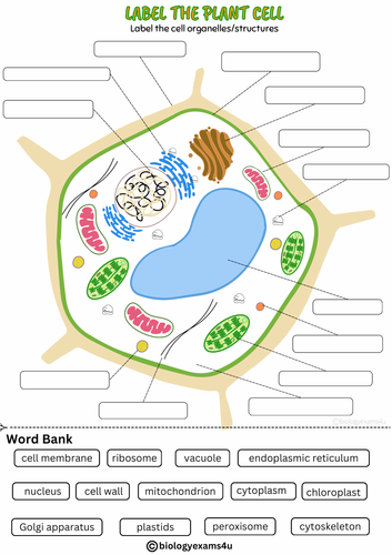 Plant Cell Labeling, Cut and Paste Worksheet Activity | Teaching Resources