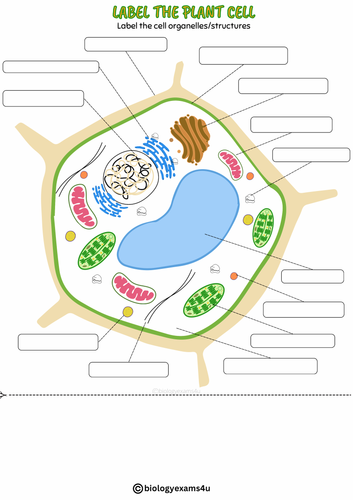 Plant Cell Labeling Worksheet Activity | Teaching Resources