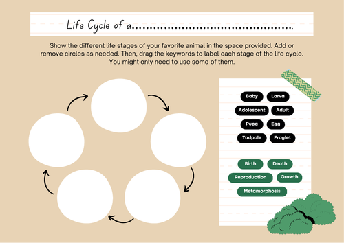 Life Cycles | Teaching Resources