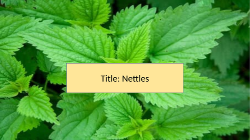 Nettles - Vernon Scannell | Teaching Resources