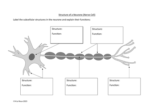 Structure of a Neurone | Teaching Resources