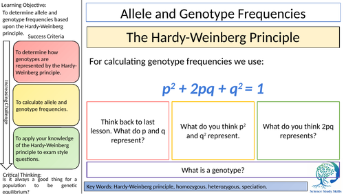 Calculating Allele and Genotype Frequencies - Grade 11 | Teaching Resources