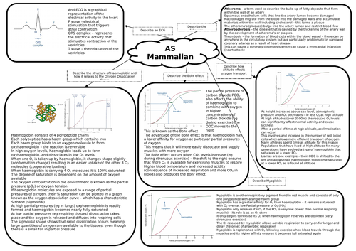 AS Biology - Completed Mammalian Transport Revision Mats | Teaching ...