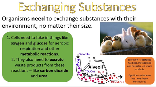 Gas Exchange in Mammals, Insects & Fish. Spirometry. All Major Exam ...