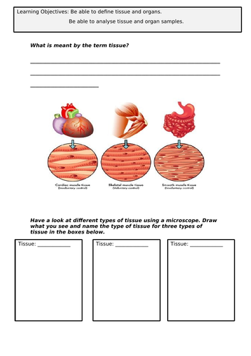 Tissues, Organs and Organ Systems | Teaching Resources