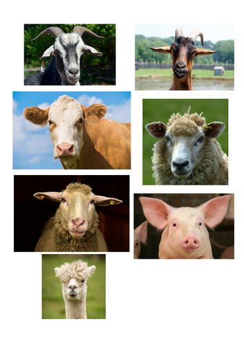 Animal parade masks art and design Year 2 | Teaching Resources