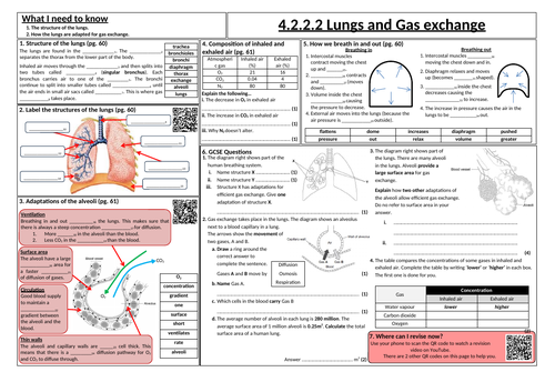 Lungs and gas exchange | Teaching Resources