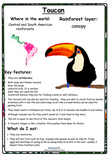 Years 3 and 4 Information Text Writing Unit - Rainforest | Teaching ...