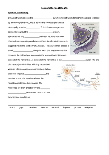 GCSE Edexcel Psychology the role of the CNS | Teaching Resources