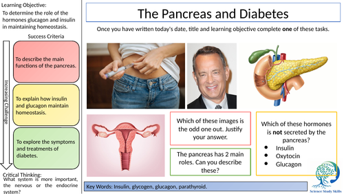 The Pancreas and Diabetes - Grade 9 | Teaching Resources