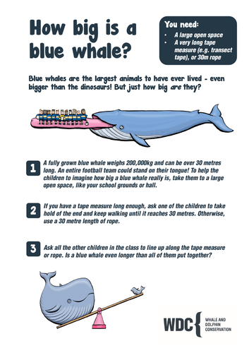 Whale and Dolphin food chains and webs resource pack - Free | Teaching ...