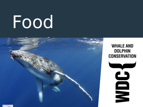 Whale and Dolphin food chains and webs resource pack - Free | Teaching ...