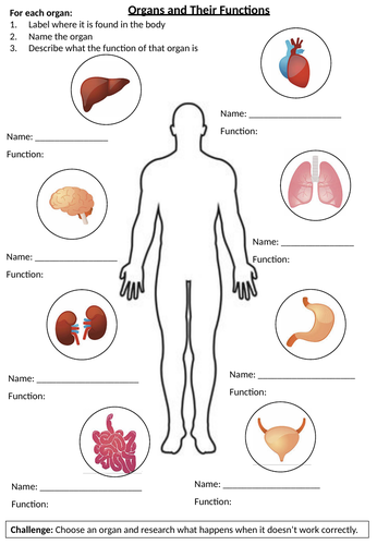 KS3 - Tissues and Organs | Teaching Resources