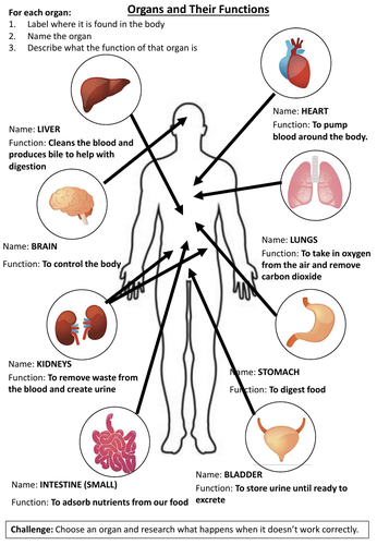 KS3 - Tissues and Organs | Teaching Resources