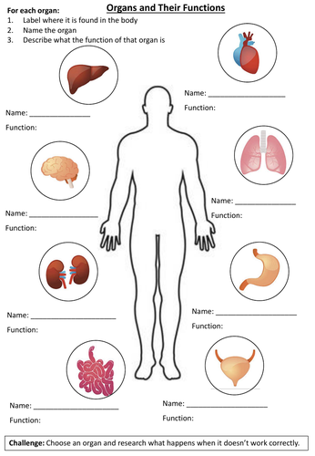 KS3 - Tissues and Organs | Teaching Resources