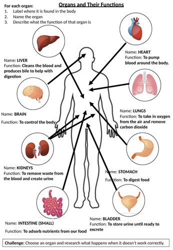 KS3 - Tissues and Organs | Teaching Resources