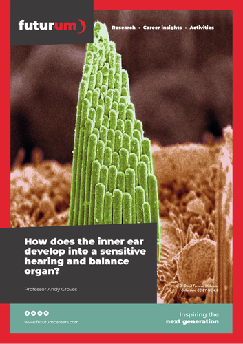 How does the inner ear develop into a sensitive hearing and balance ...