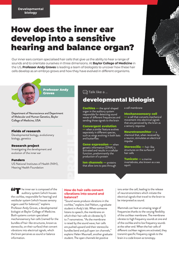 How does the inner ear develop into a sensitive hearing and balance ...